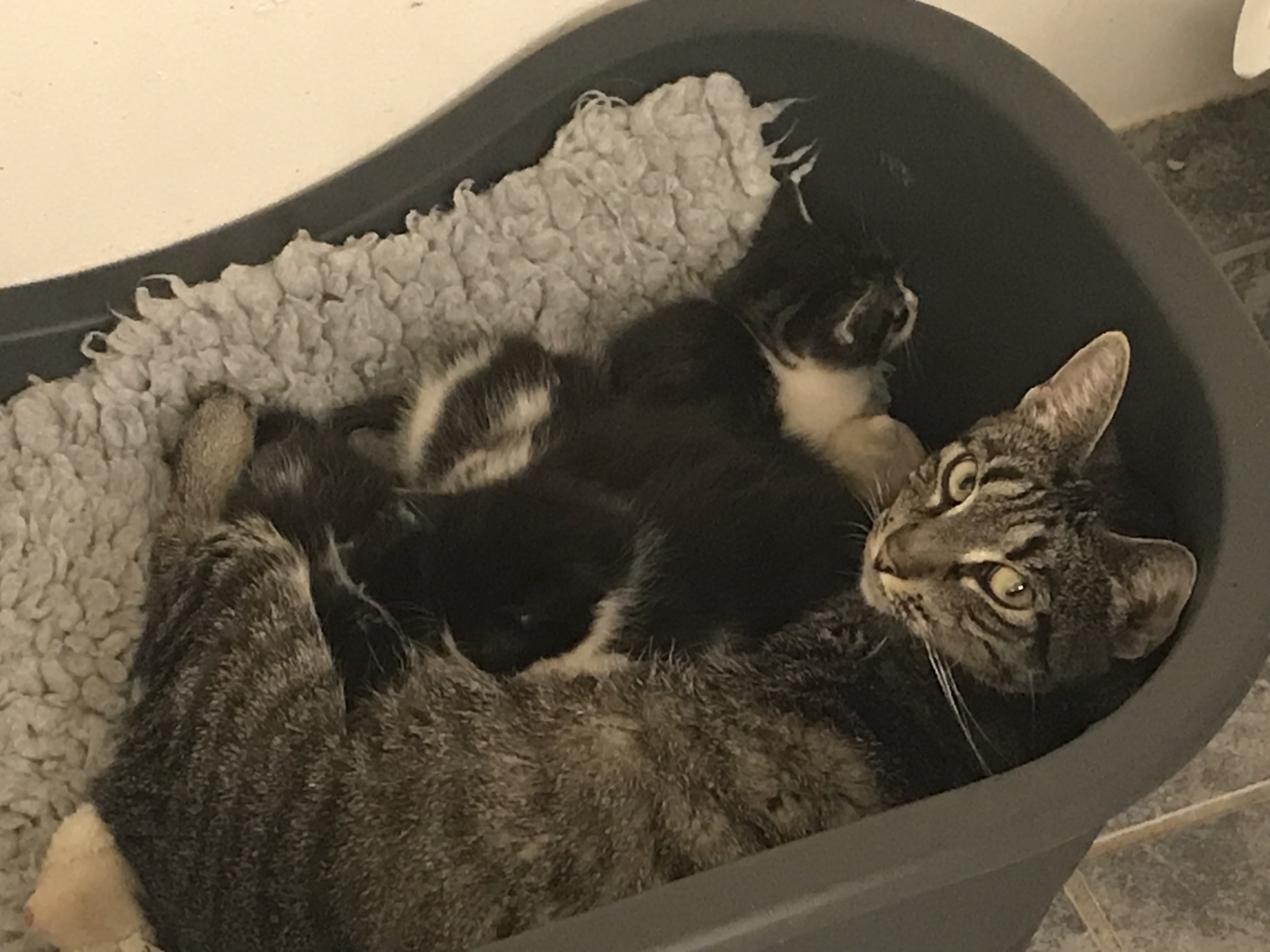 39 katte overdraget til Dyrenes Beskyttelse | Dyrenes Beskyttelse